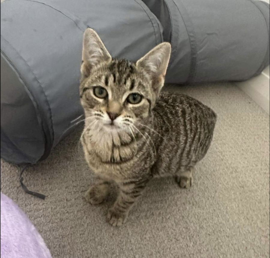 Binks 🩷 - Female Domestic Short Hair Cat in VIC - PetRescue