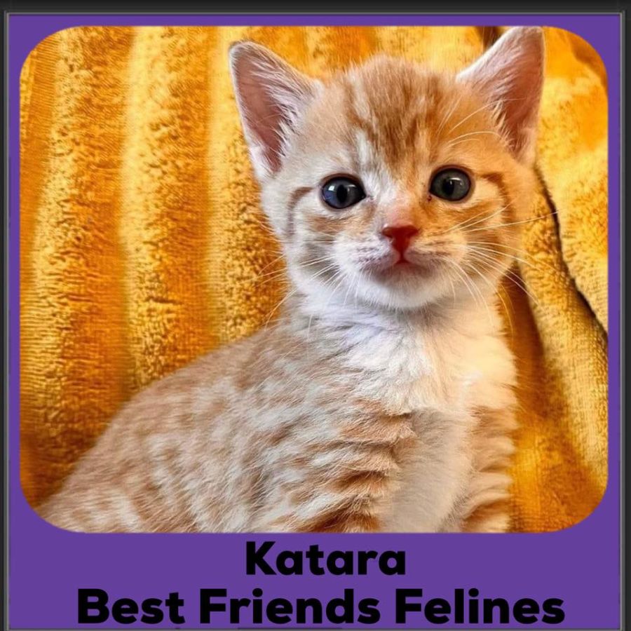 Katara - Female Domestic Short Hair Cat in QLD - PetRescue