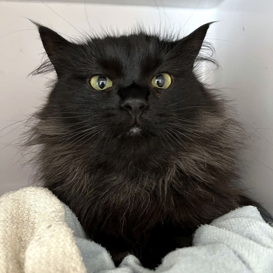 Chicko SUA011918 - Female Domestic Medium Hair Cat in VIC - PetRescue