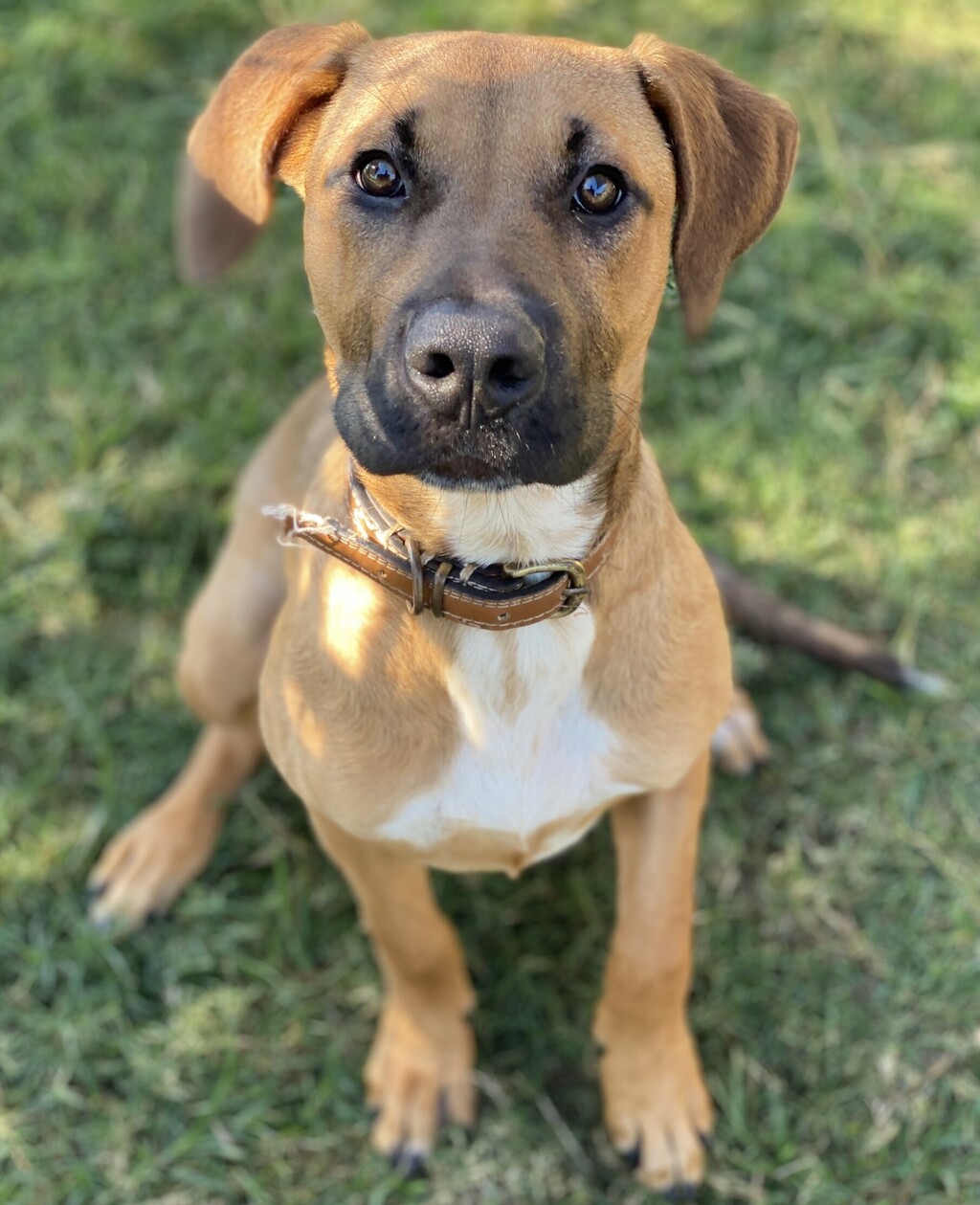 Eclair - Large Female Bull Arab x Rhodesian Ridgeback Mix Dog in QLD - PetRescue