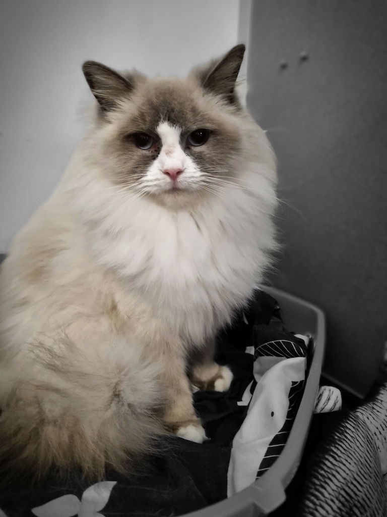 Camilla - Female Ragdoll Mix Cat in QLD - PetRescue