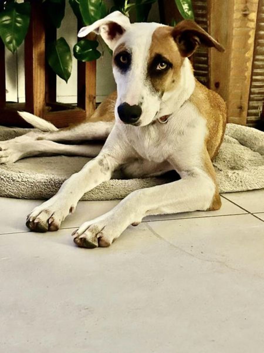 Rumi - Medium Female Mixed Breed Mix Dog in QLD - PetRescue