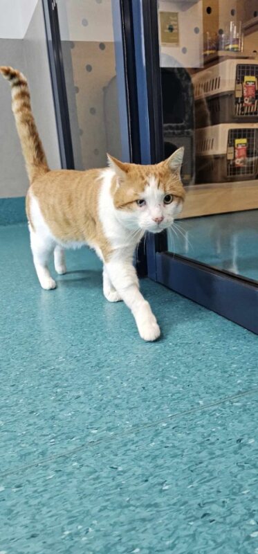 Dollop - Male Domestic Short Hair Cat in NSW - PetRescue