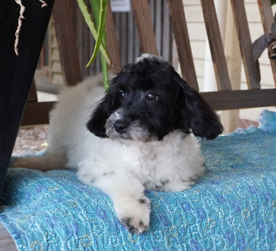 Edward - Small Male Poodle x Cocker Spaniel Mix Dog in WA - PetRescue