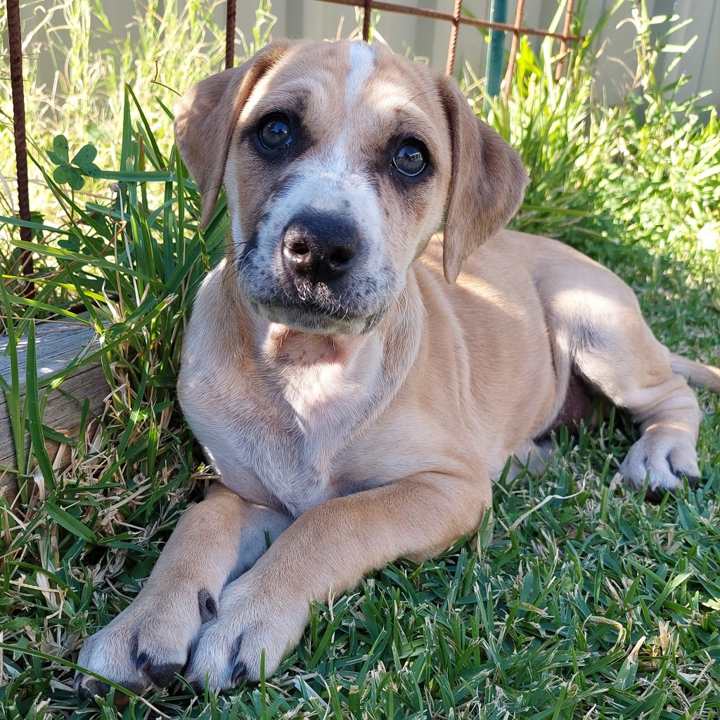 Lottie - Large Female Catahoula x Labrador Dog in WA - PetRescue