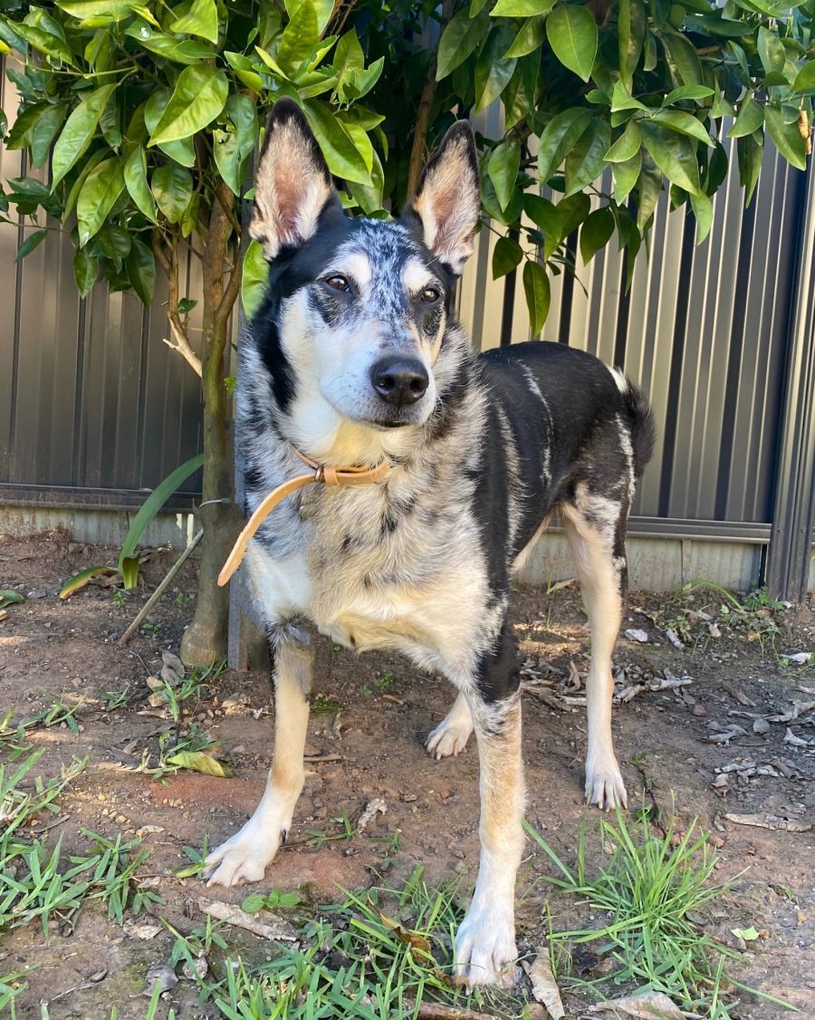 Brodie - Medium Male Border Collie Mix Dog in NSW - PetRescue