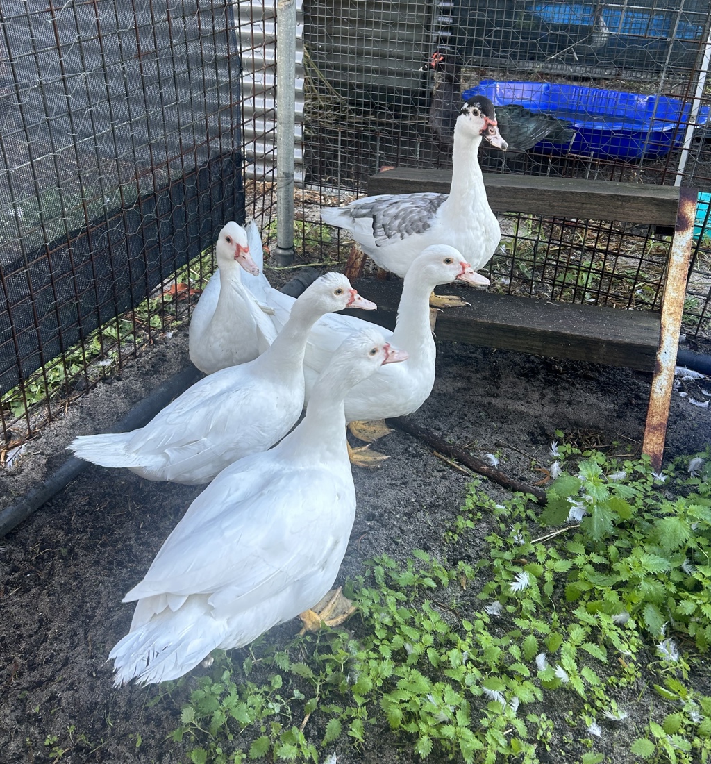 Marilyn - Female Muscovy Duck Mix Fowl in WA - PetRescue