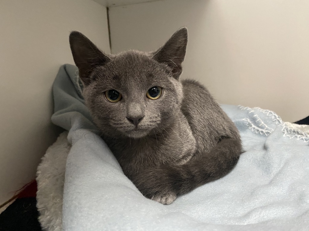 Jethro - Male Domestic Short Hair Mix Cat in NSW - PetRescue