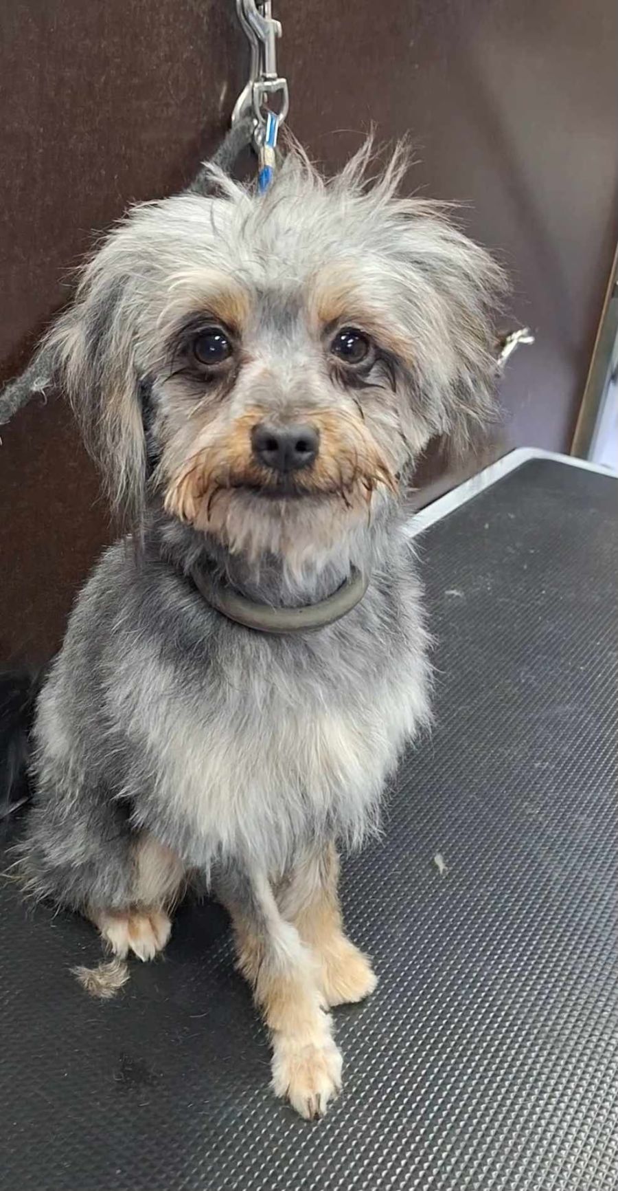 Mr Riley - Small Male Silky Terrier Dog in QLD - PetRescue