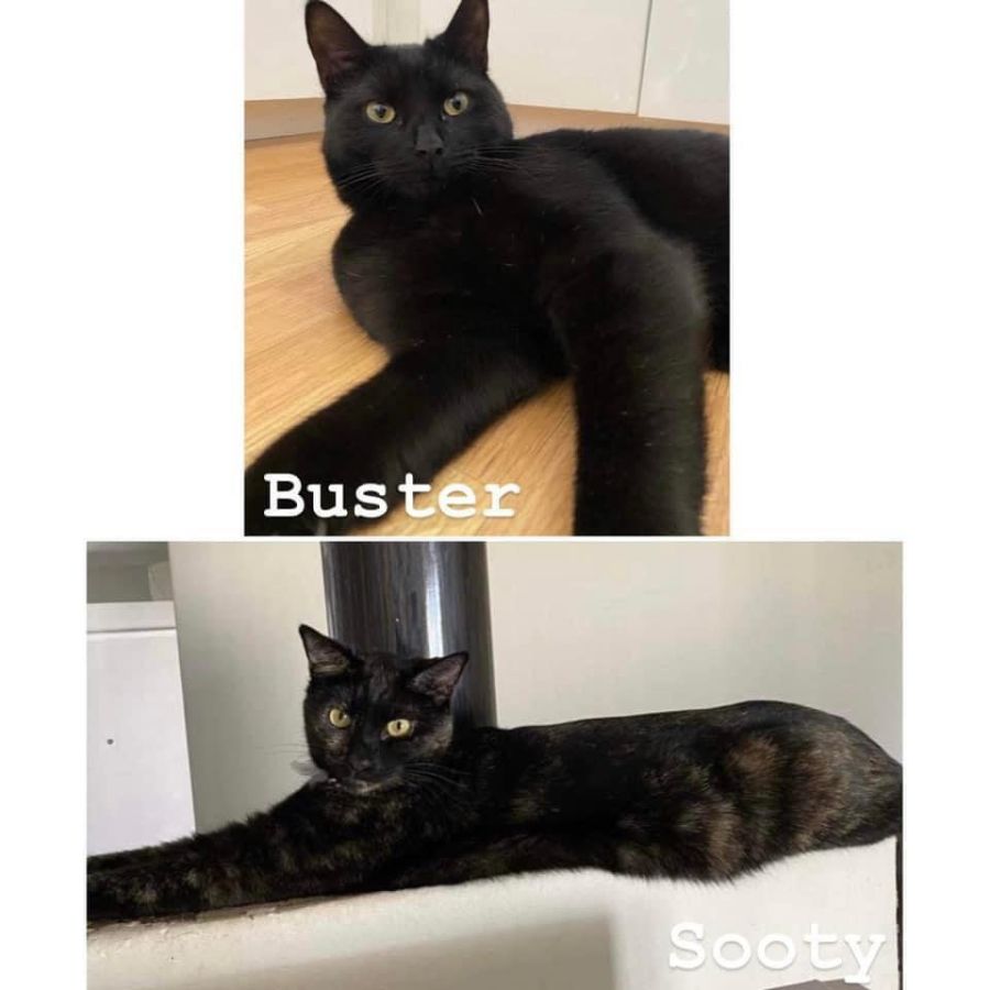 10835/6 - Sooty & Buster - Female Domestic Short Hair Cat in WA - PetRescue