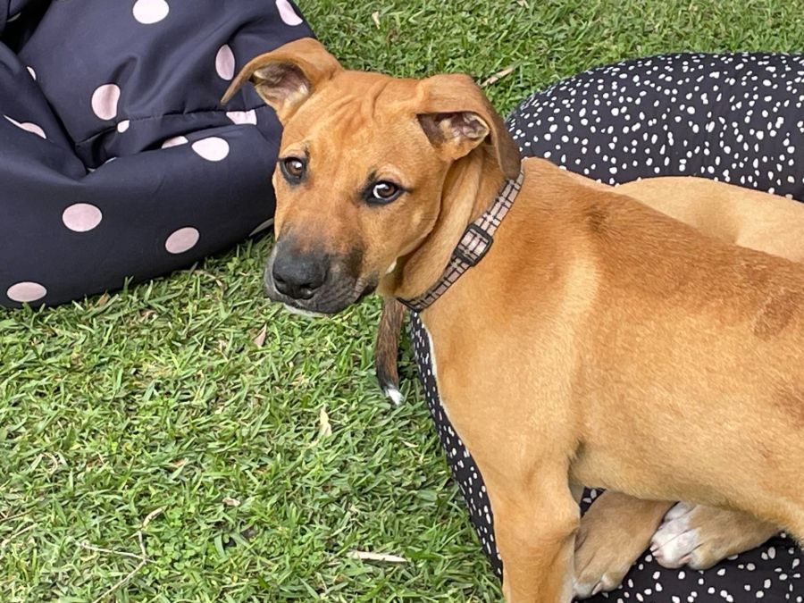 Bailey - Medium Male Rhodesian Ridgeback Mix Dog in NSW - PetRescue