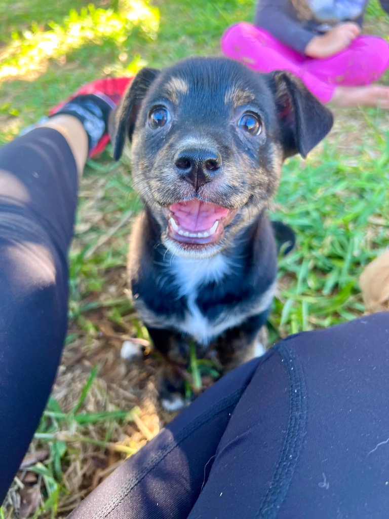 Winnie - Small Female Mixed Breed Mix Dog in WA - PetRescue