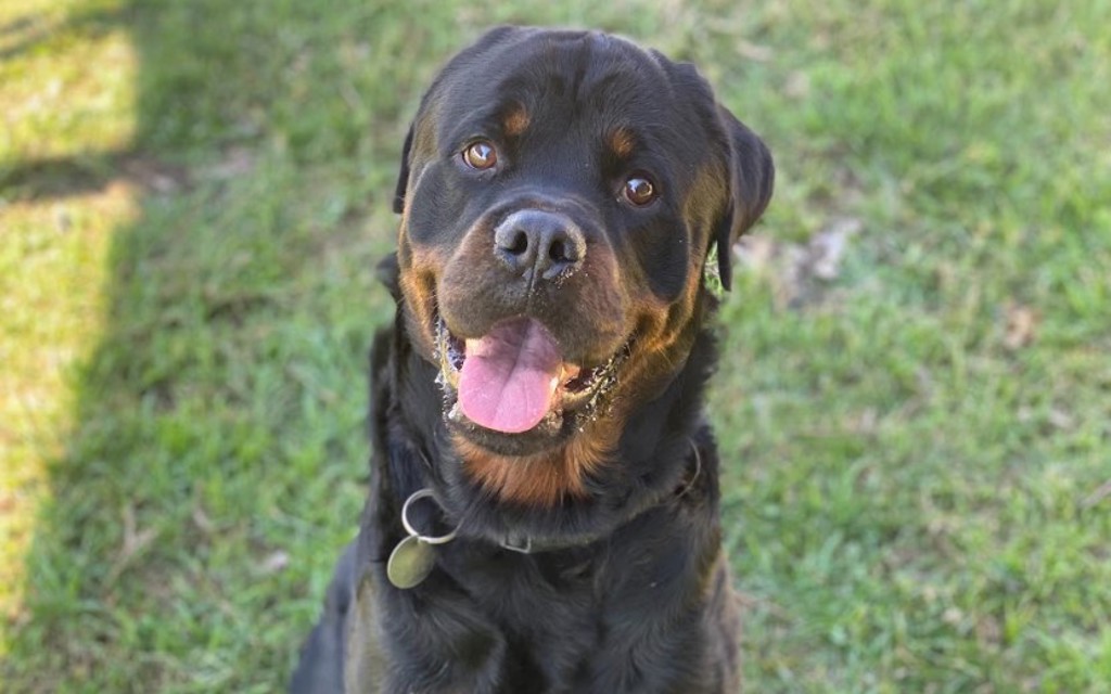 Artie - Large Male Rottweiler Mix Dog in VIC - PetRescue
