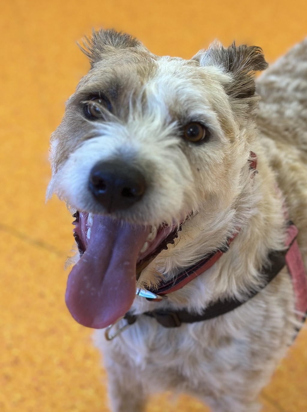 Mya - Large Female Australian Stumpy Tail Cattle Dog x Tasmanian ...