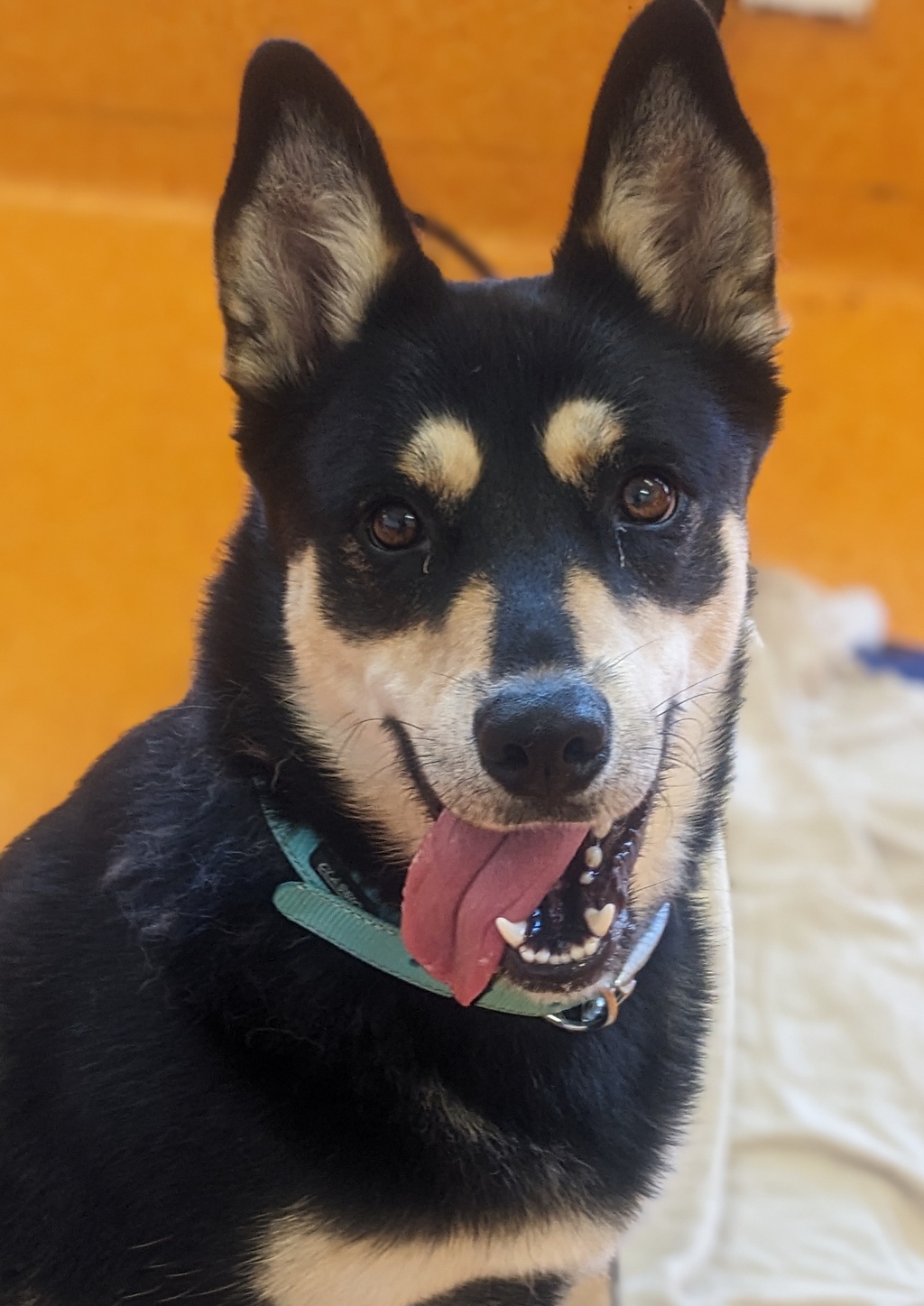 Eve - Large Female Kelpie x Siberian Husky Mix Dog in QLD - PetRescue
