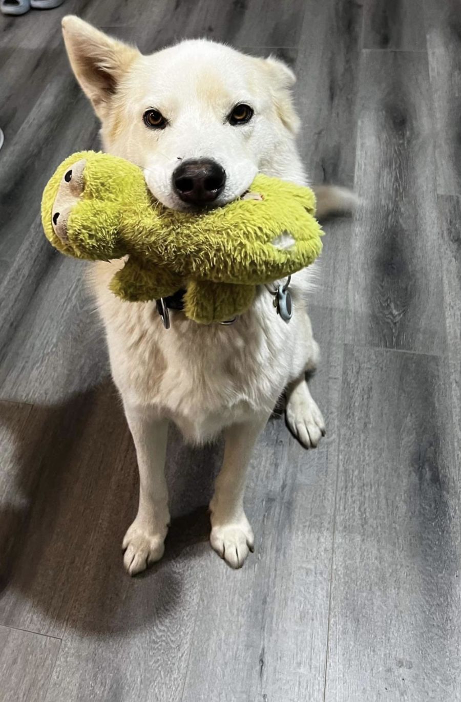 Waggin Tails Rescue - PetRescue