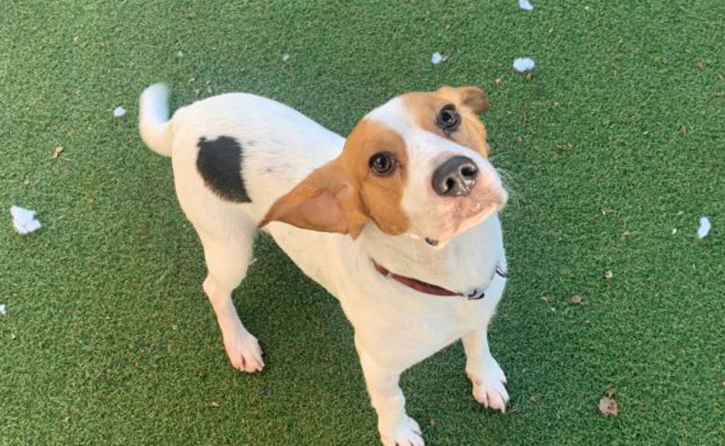 Lenny - Medium Male Beagle Mix Dog in VIC - PetRescue
