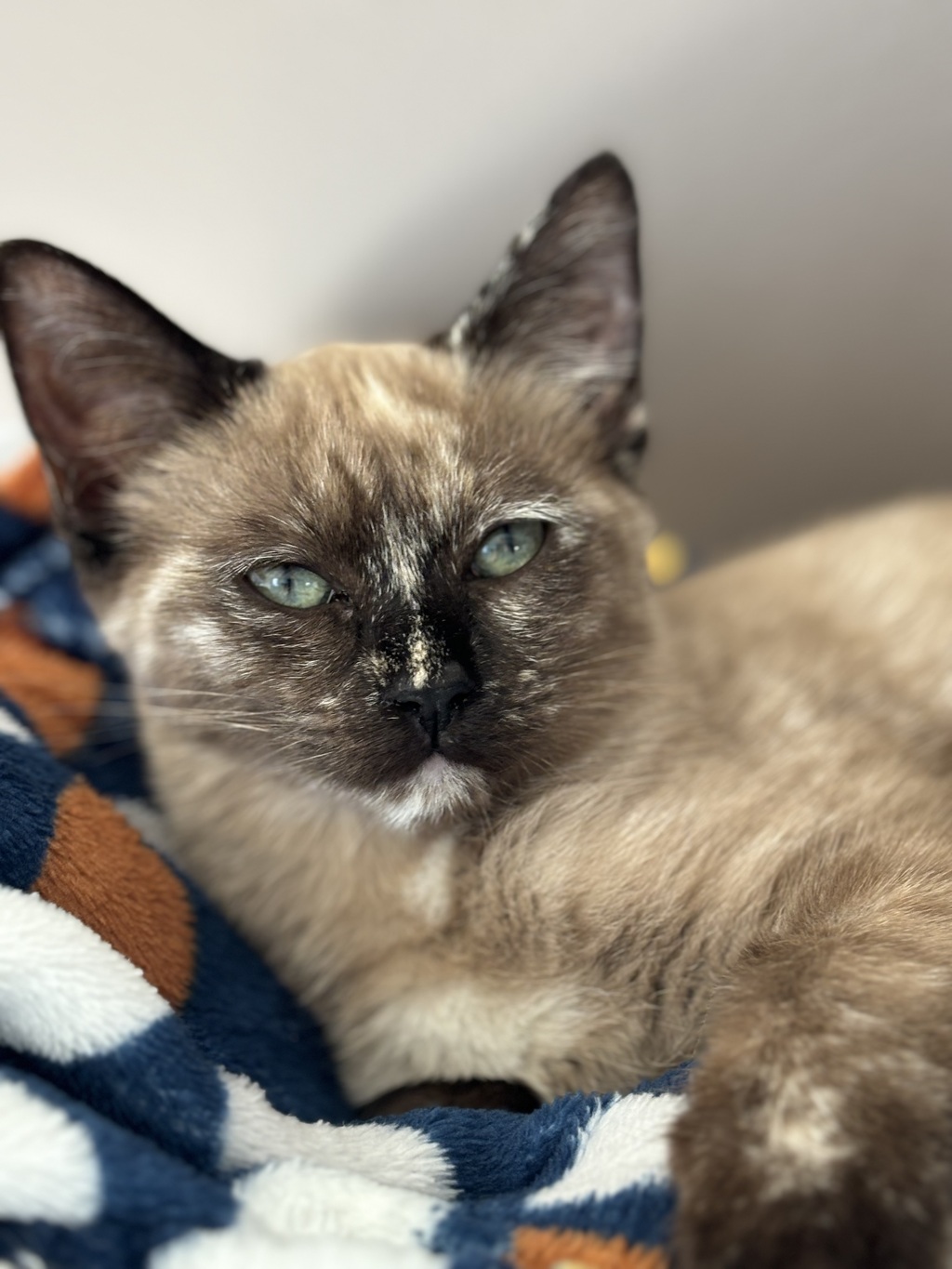 Pudding - Female Domestic Short Hair Mix Cat in QLD - PetRescue