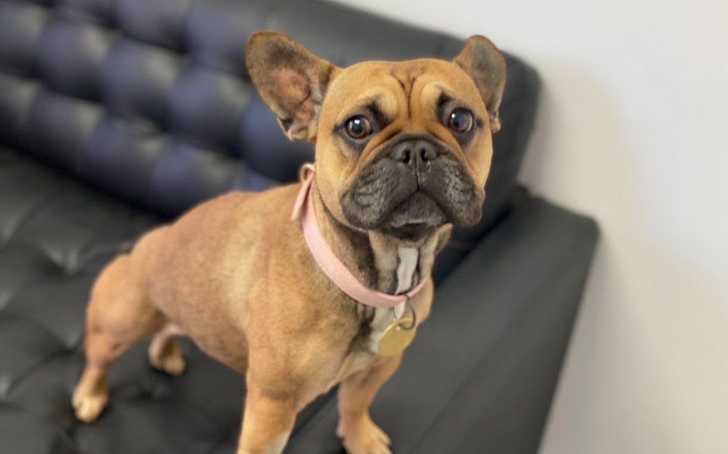 Butterscotch - Small Female French Bulldog Mix Dog in VIC - PetRescue