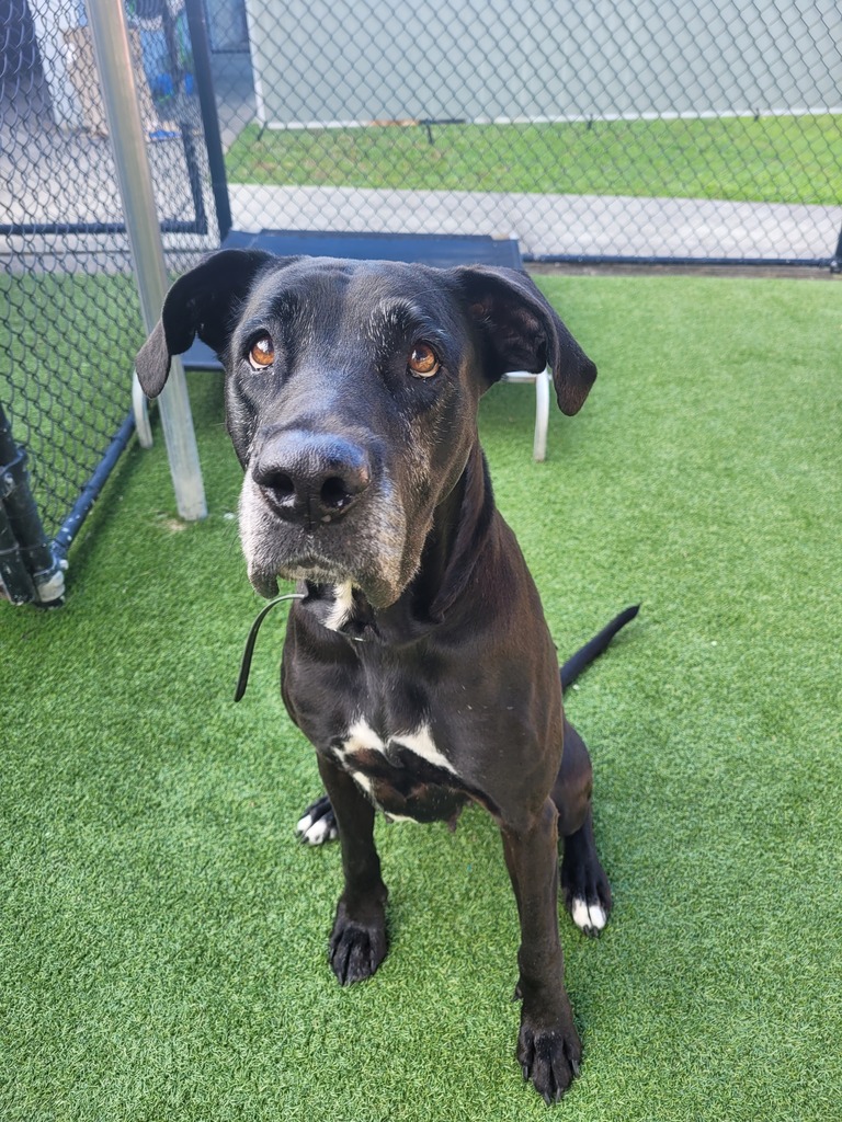 Coco - Large Female Great Dane Mix Dog in QLD - PetRescue