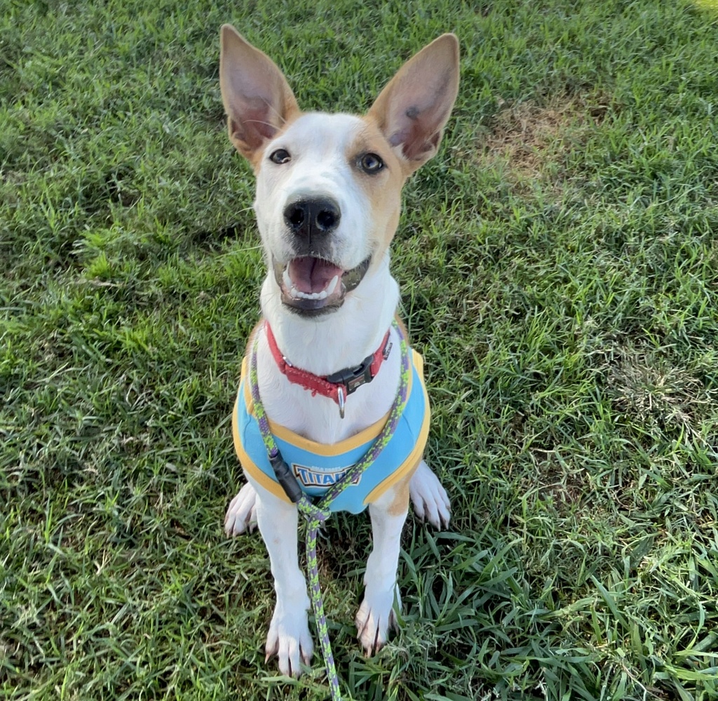 Mabel - Medium Female Bull Arab Mix Dog in QLD - PetRescue