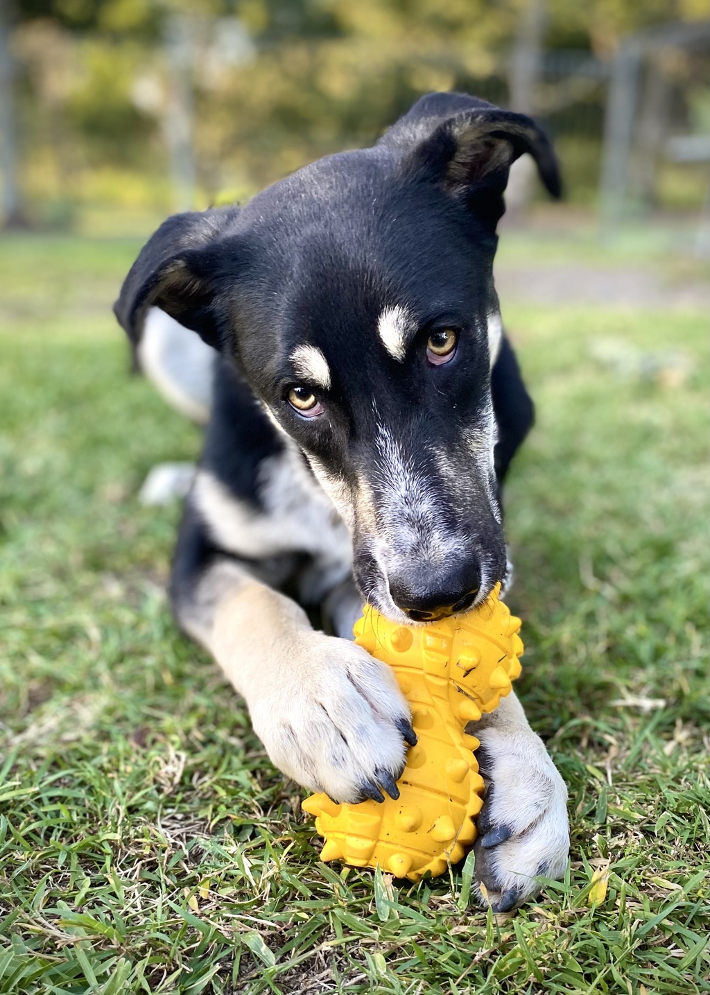 Midnight - Medium Male Kelpie x Alaskan Husky Mix Dog in QLD - PetRescue