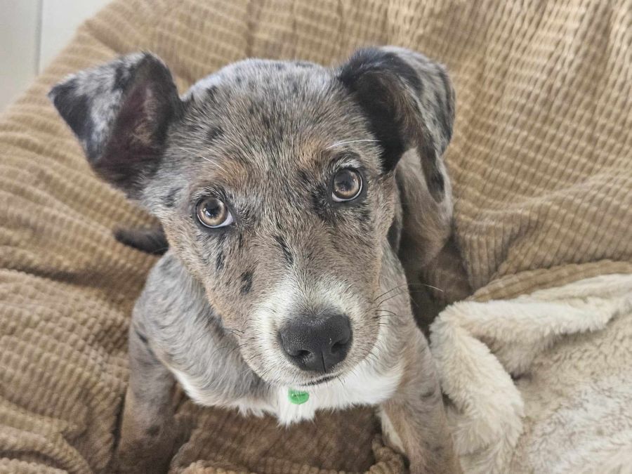 Fudge - Medium Female Koolie Mix Dog in VIC - PetRescue