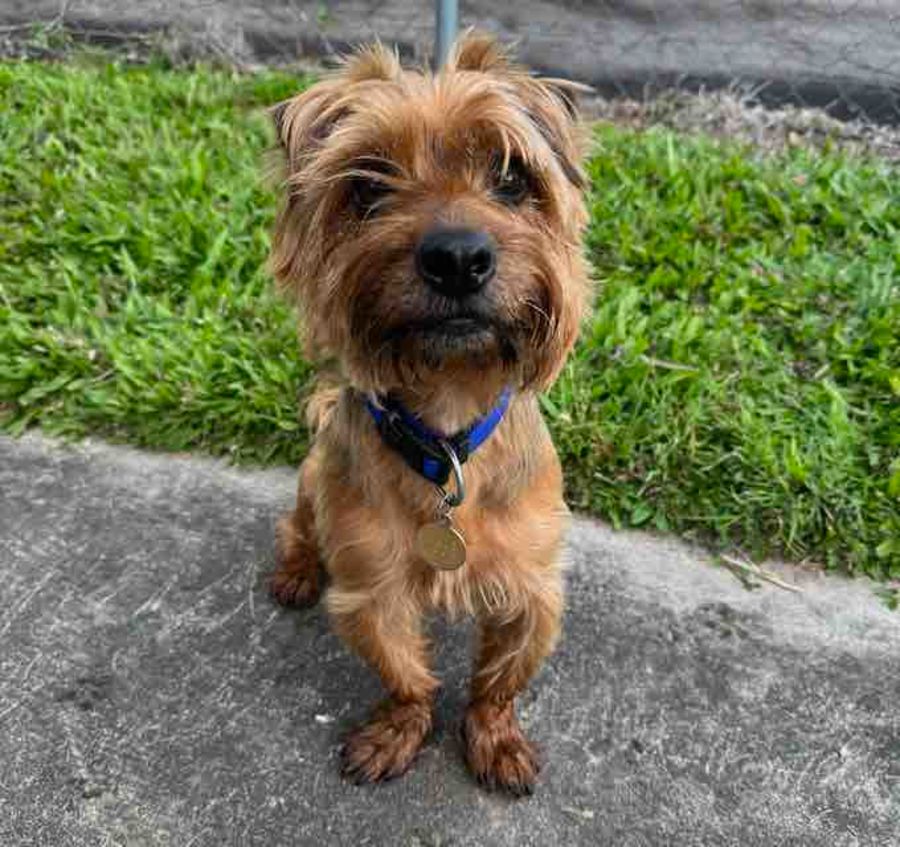 Borris - Small Male Australian terrier Dog in QLD - PetRescue