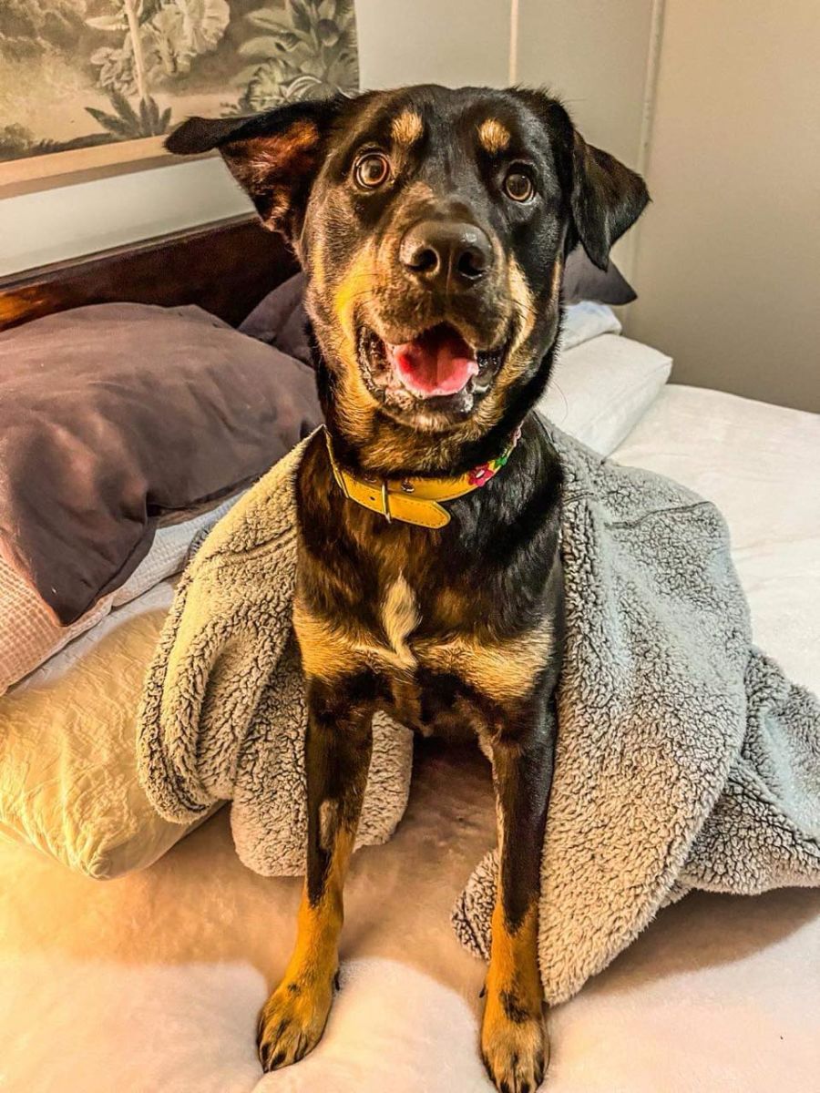 Cleo - Medium Female Kelpie x Labrador Dog in VIC - PetRescue