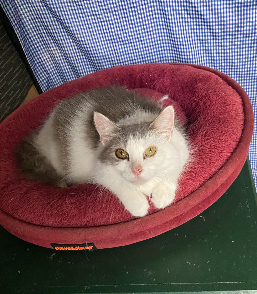 Rose - Female Domestic Long Hair Cat in QLD - PetRescue