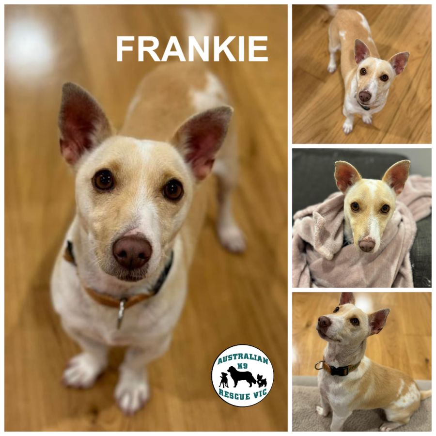 Frankie - Small Female Jack Russell Terrier Mix Dog in VIC - PetRescue