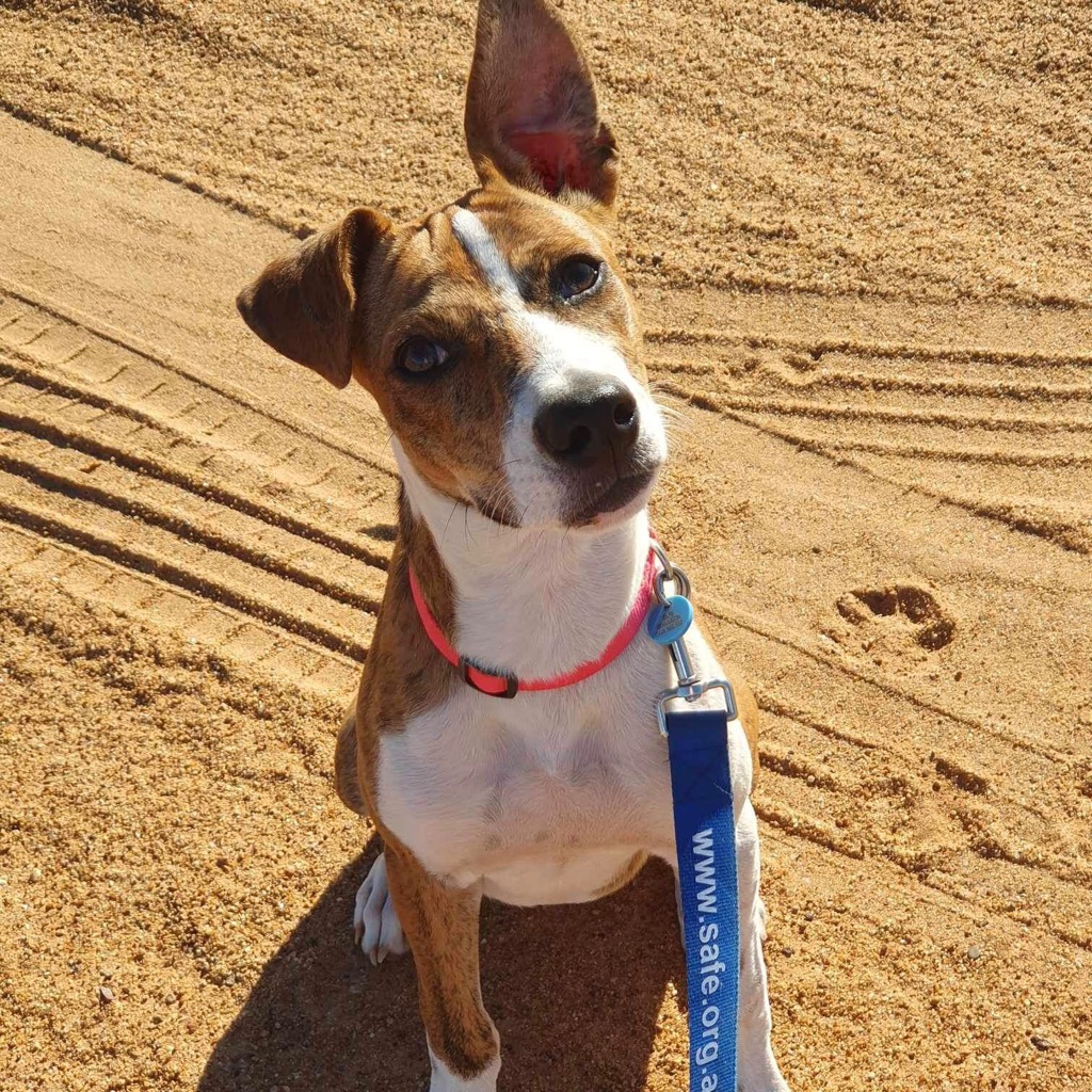 Jayda - Medium Female Mixed Breed Mix Dog in WA - PetRescue