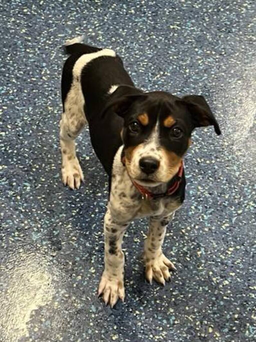 Jesse - Medium Female Australian Cattle Dog x Rottweiler Mix Dog in QLD ...