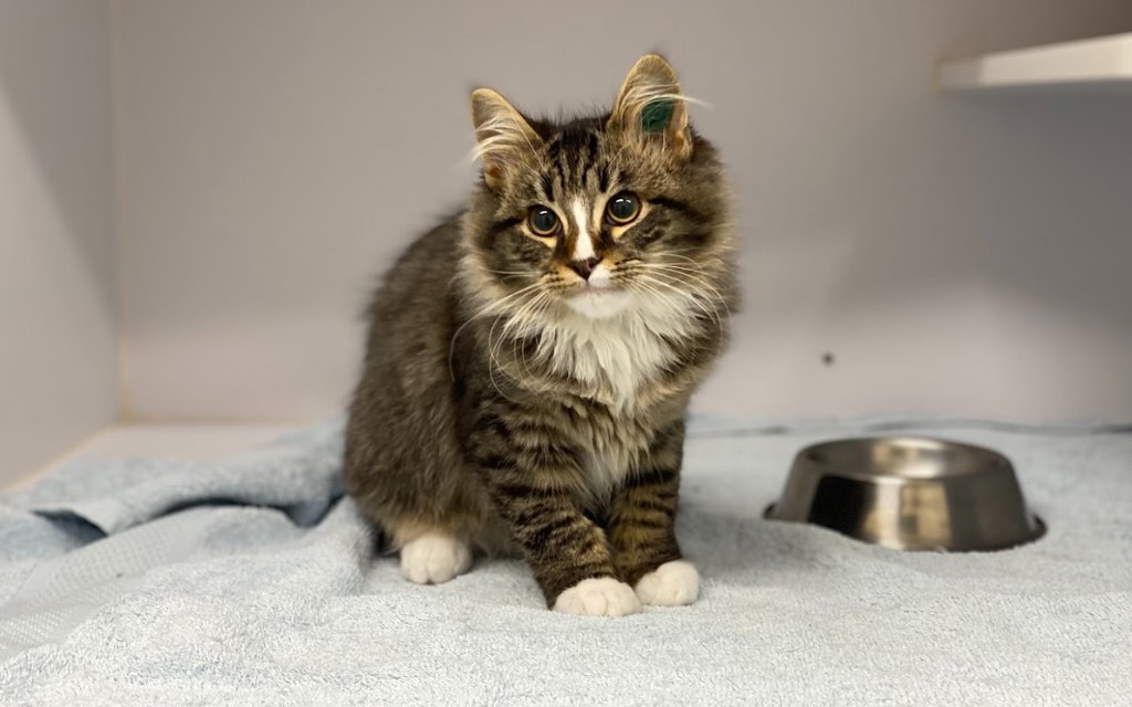Beem - Male Domestic Medium Hair Mix Cat in VIC - PetRescue