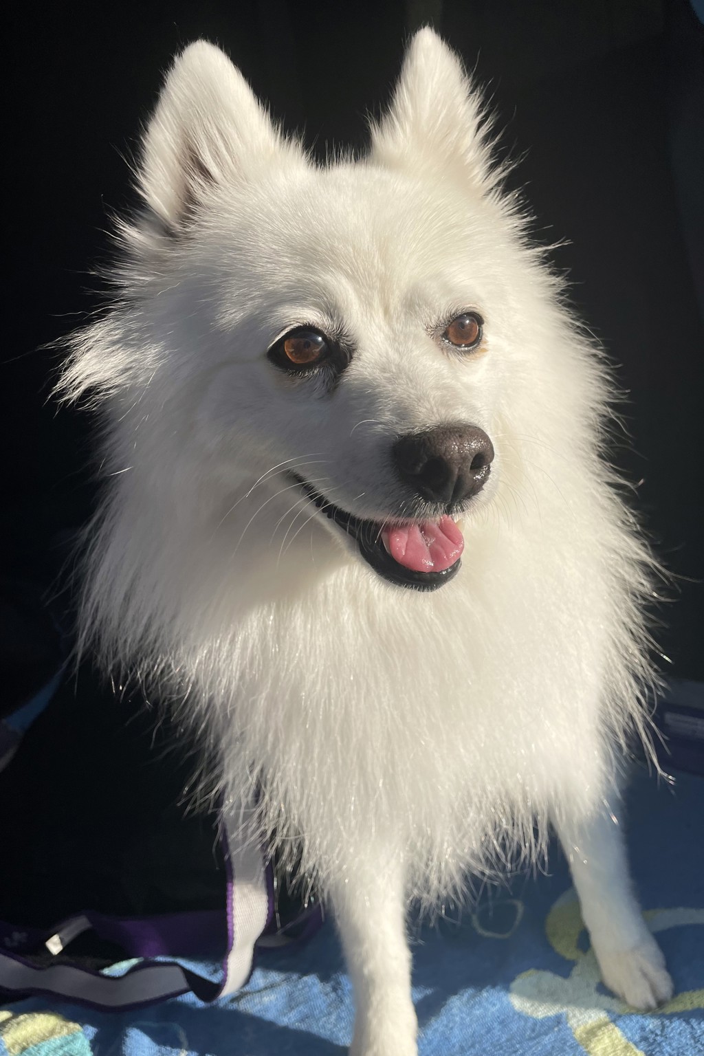 Winter - Medium Female Japanese Spitz Dog in NSW - PetRescue