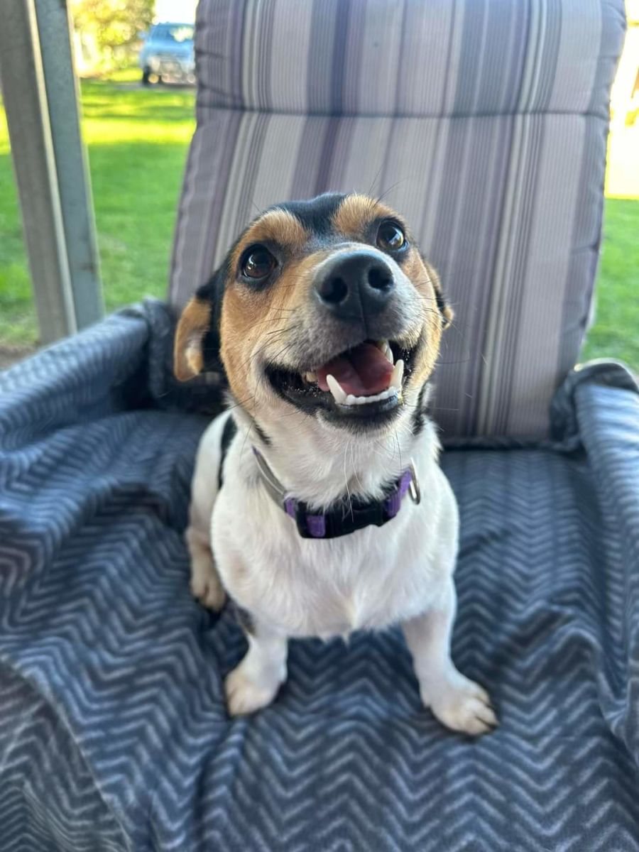 Jed - Small Male Jack Russell Terrier Dog in QLD - PetRescue