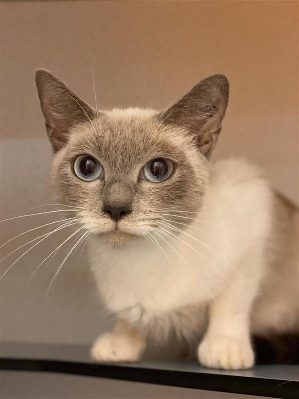 Mishka - Female Tonkinese Mix Cat in QLD - PetRescue