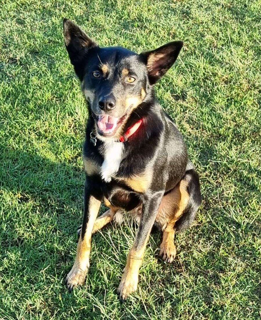 Denver - Medium Male Kelpie Dog in NSW - PetRescue
