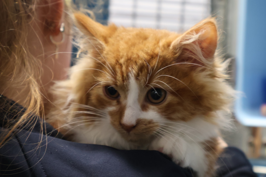 Biscoff - Male Domestic Medium Hair Mix Cat in VIC - PetRescue