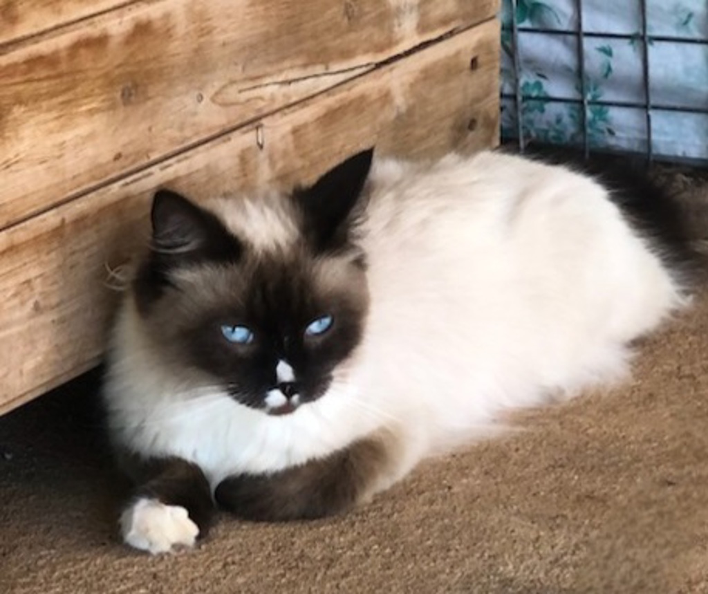 Stitch - Male Ragdoll Cat in NSW - PetRescue