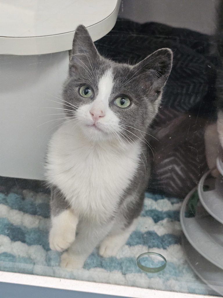 Caleb - Male Domestic Short Hair Mix Cat in NSW - PetRescue