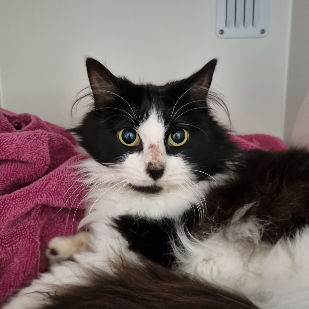 Meeka - Female Domestic Medium Hair Mix Cat in VIC - PetRescue