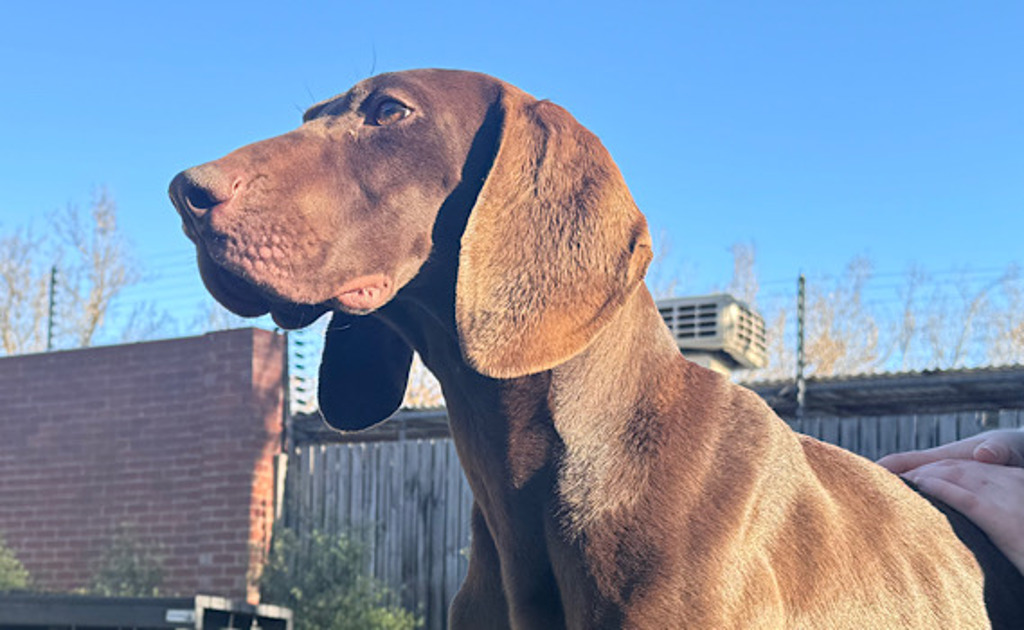 Murphy - Medium Male German Shorthaired Pointer Mix Dog in VIC - PetRescue