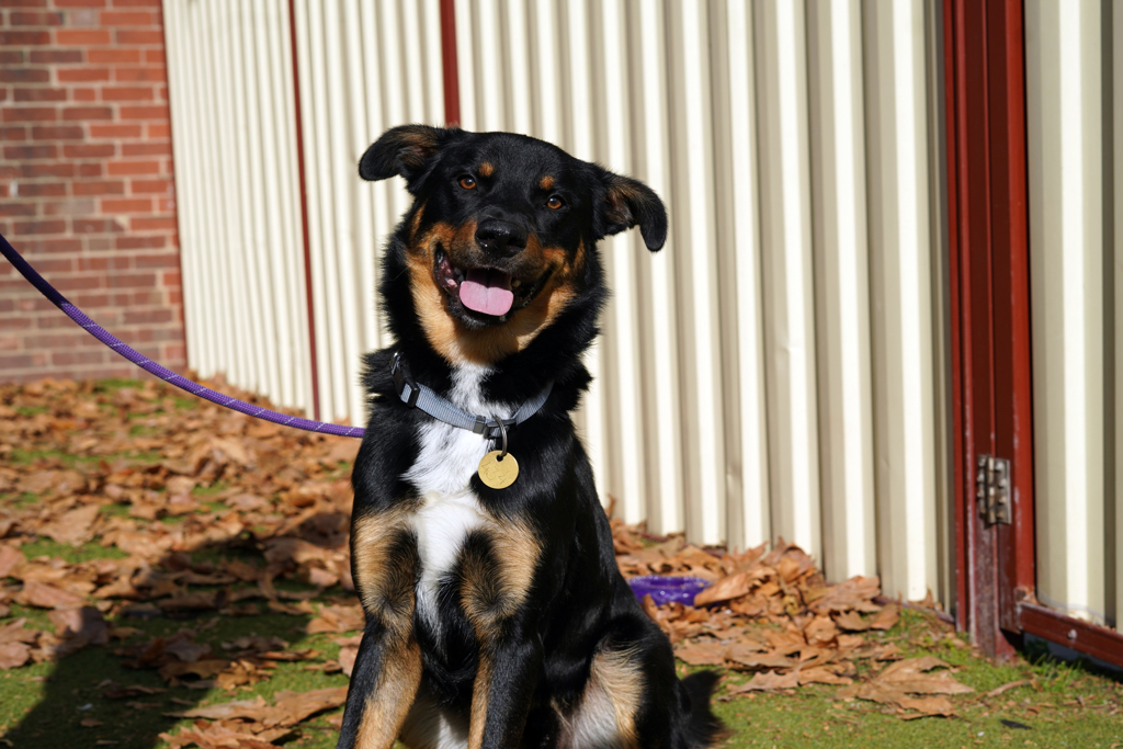 Mojo - Large Male Border Collie x Rottweiler Mix Dog in VIC - PetRescue