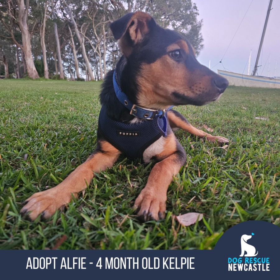 Alfie - 4 Month Old Kelpie (Trial) - Medium Male Kelpie Dog in NSW ...