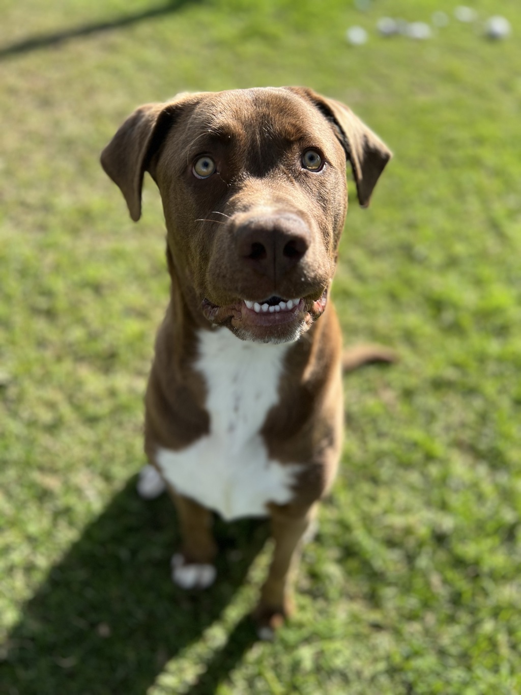Loki - Large Male Labrador x American Staffy Mix Dog in VIC - PetRescue