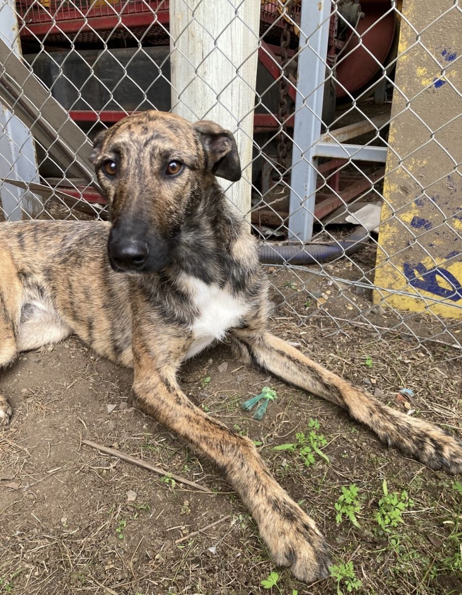 Tulip - Large Female Staghound Mix Dog in VIC - PetRescue