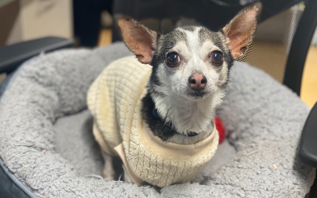 Chippy - Small Female Chihuahua Mix Dog in VIC - PetRescue