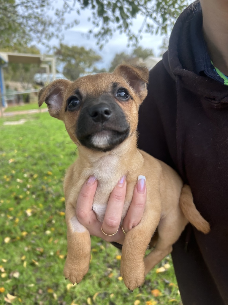 Toshi - Small Female Small Crossbreed Mix Dog in WA - PetRescue