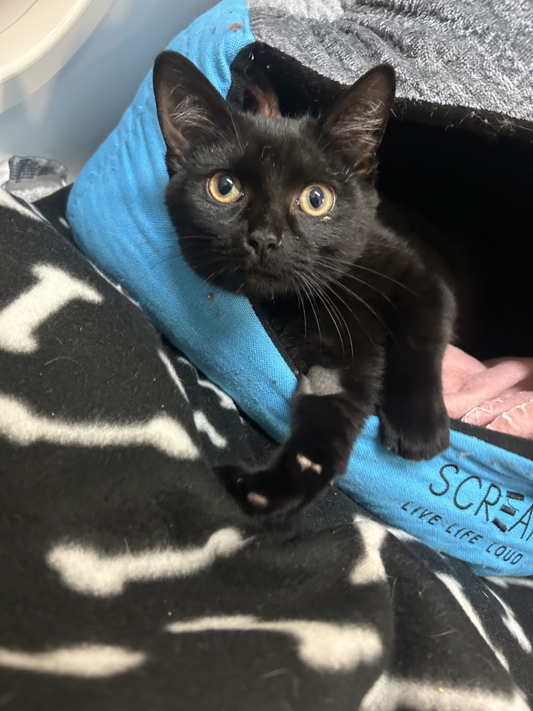 Kit Kat - Female Dsh Mix Cat in WA - PetRescue
